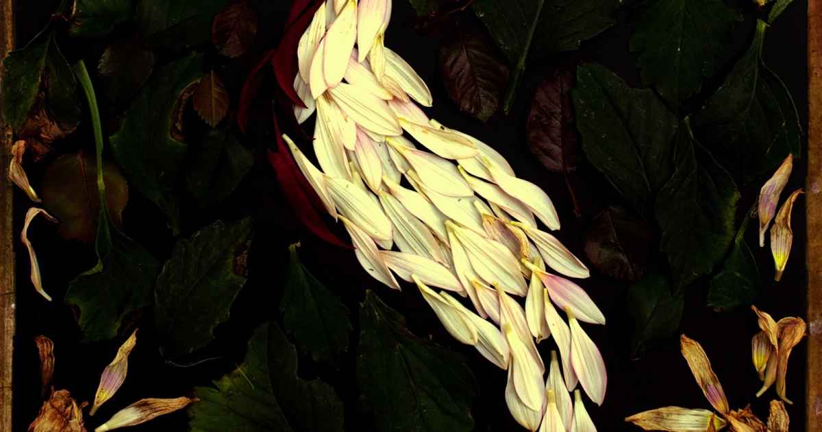 Fortunate Fall, an album by Audrey Assad | Musicbed