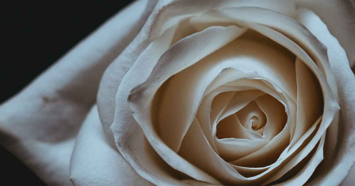 White Rose, an album by GÅEL | Musicbed