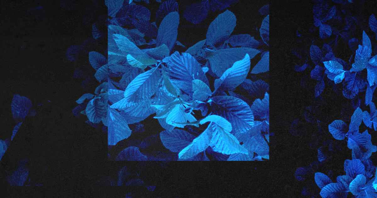 Dark Blue, an album by Dreweybear | Musicbed