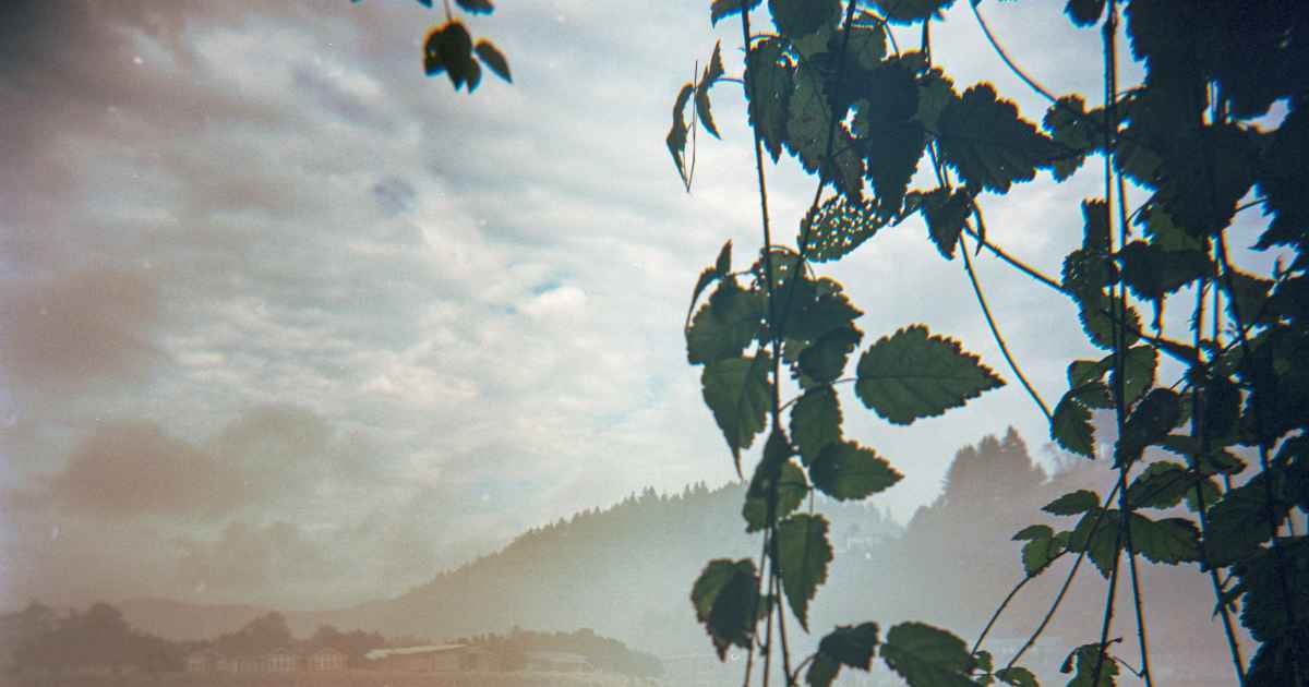 Fool's Spring, an album by Cultus | Musicbed