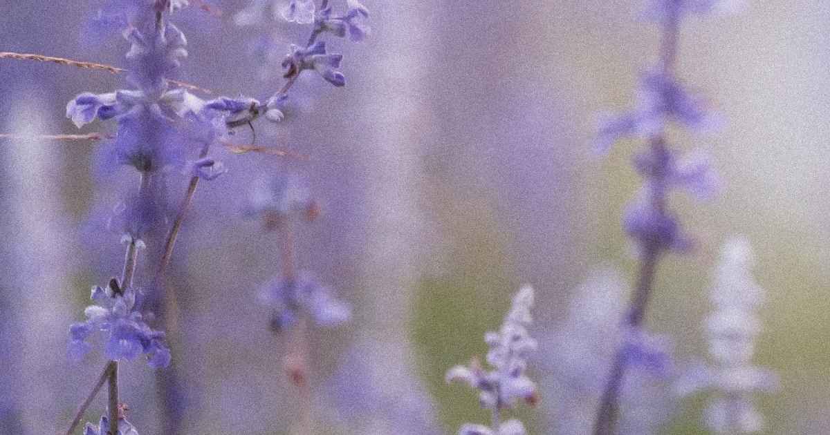 Lavender, an album by Sun Rain | Musicbed