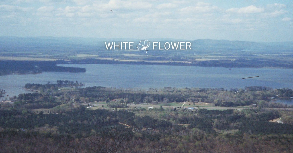 White Flower, an album by Lockton | Musicbed