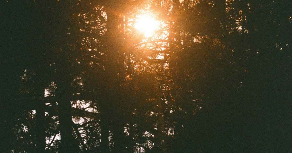 From What I Remember, an album by Sad Moses | Musicbed