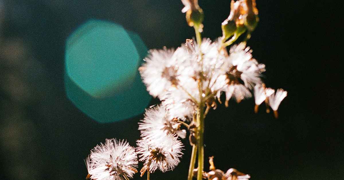Floral Movements, an album by Jacob Montague | Musicbed