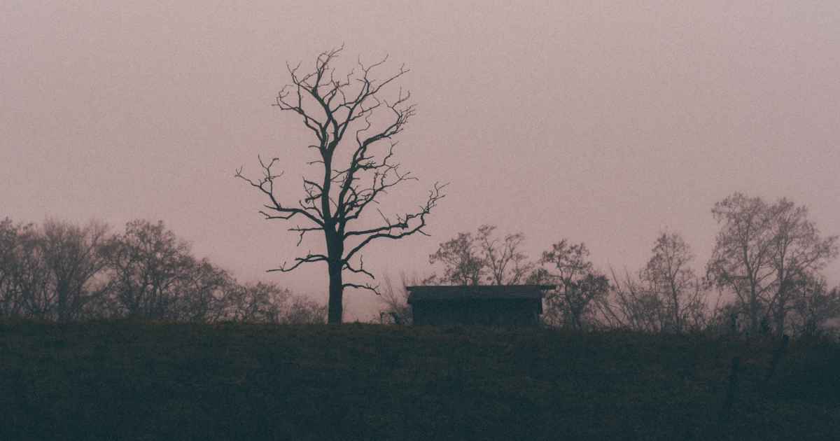 Tropical Hideous, an album by Sad Moses | Musicbed