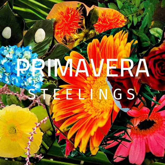 Primavera Intro by Steelings | Song License