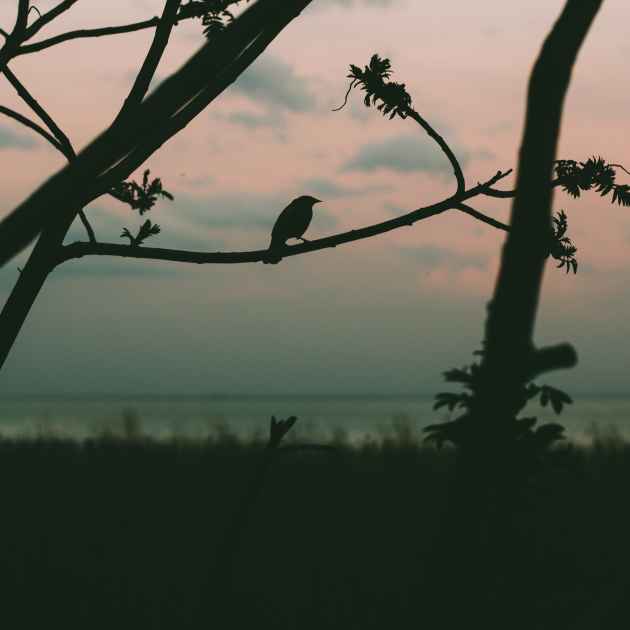 Spring Snow by Sad Moses | Song License