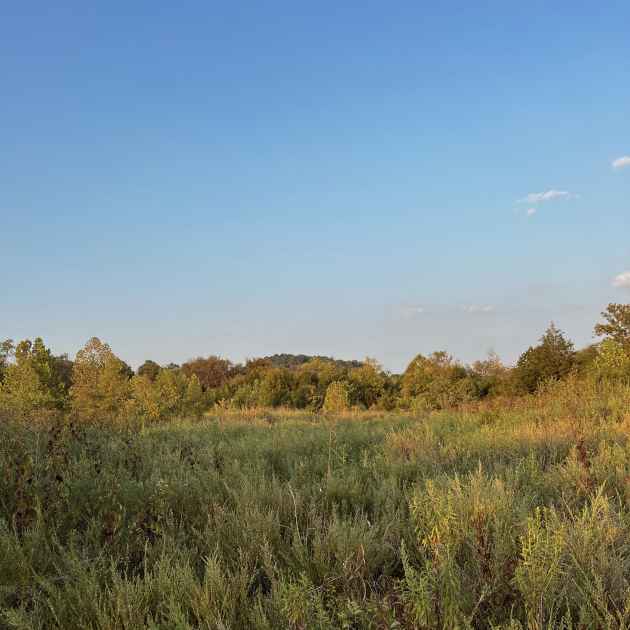 Understand by Maya Manuela | Song License